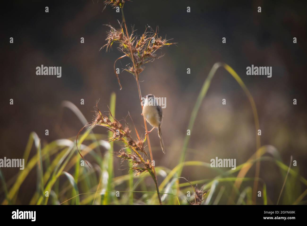 Plain Prinia, Prinia inornata, Madhya Pradesh, India Stock Photo - Alamy