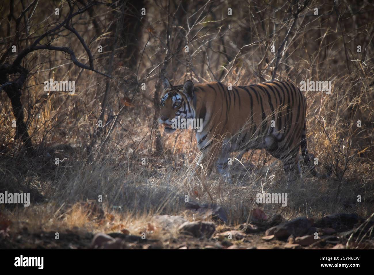 Tiger radio collar hi-res stock photography and images - Alamy