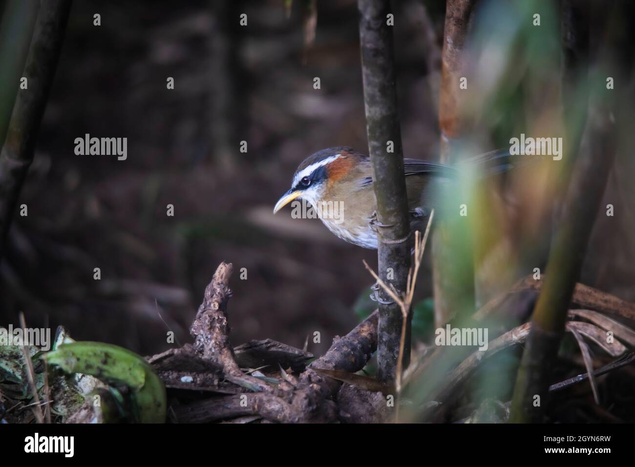 Streak-breasted Scimitar-Babbler, Pomatorhinus ruficollis, Nepal Stock ...