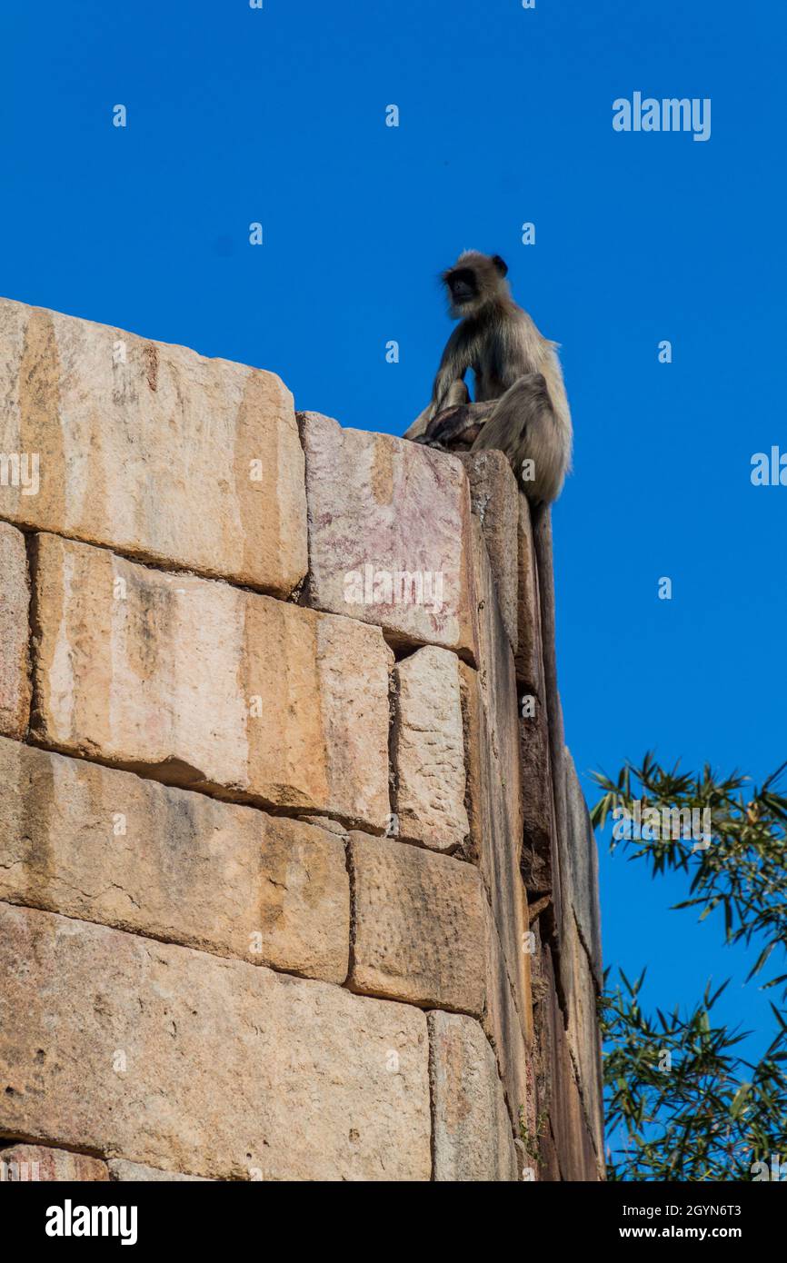 Indian langur in gujarat hi-res stock photography and images - Alamy