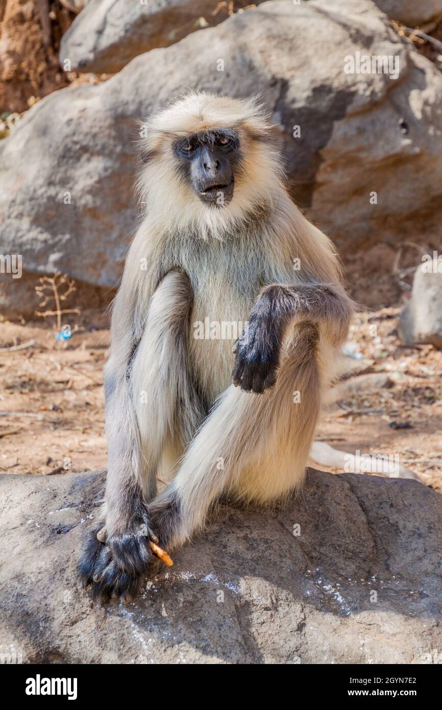 Langur monkey with a biscuit at Girnar Hill, Gujarat state, India Stock ...