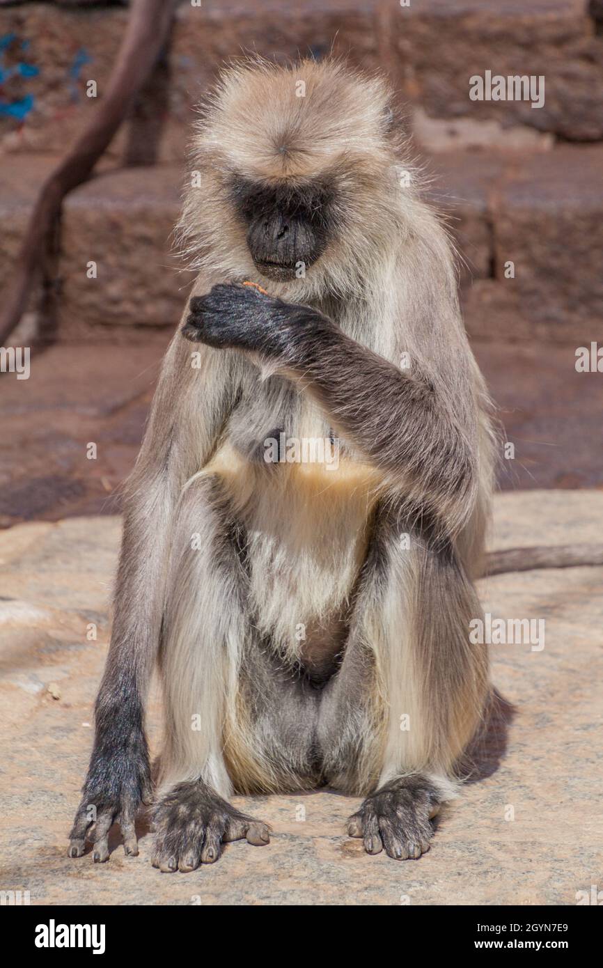 Langur monkey with a biscuit at Girnar Hill, Gujarat state, India Stock ...