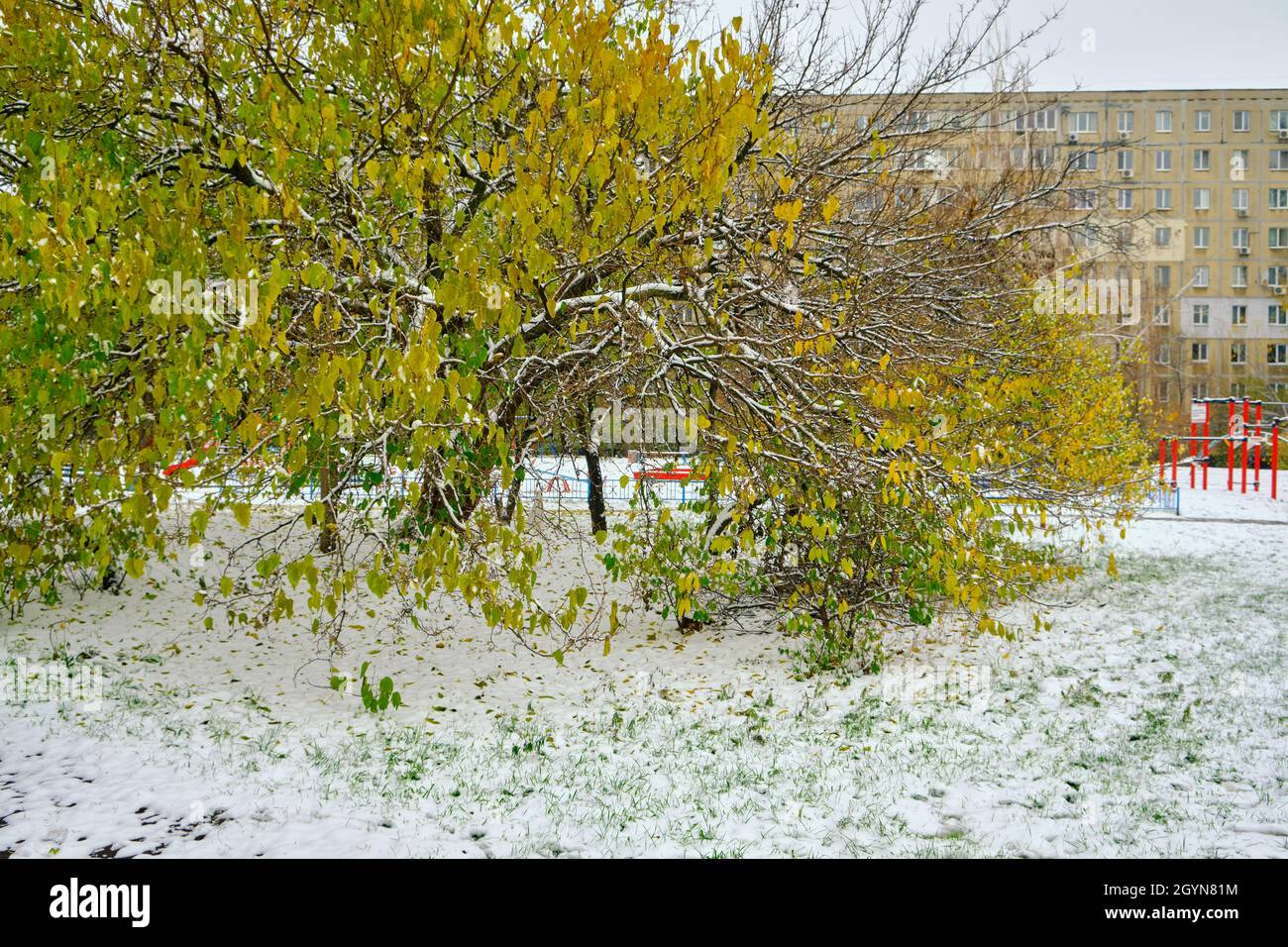 Early snow background, climate changing concept.Scenic morning ...