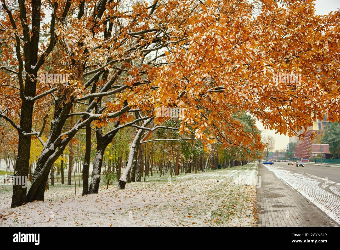 Early snow background, climate changing concept.Scenic morning ...