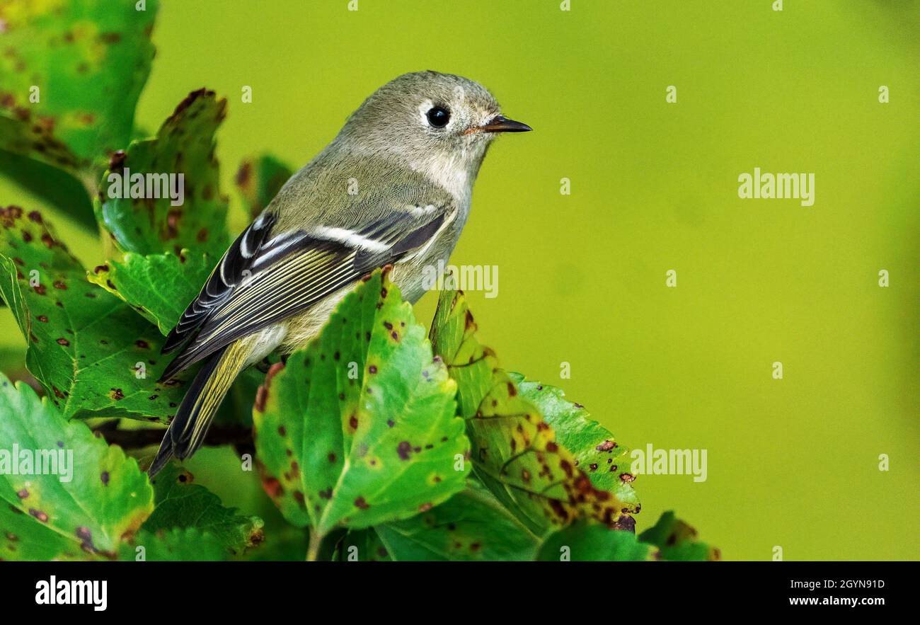 Ruby-crowned kinglet during fall migration Stock Photo - Alamy
