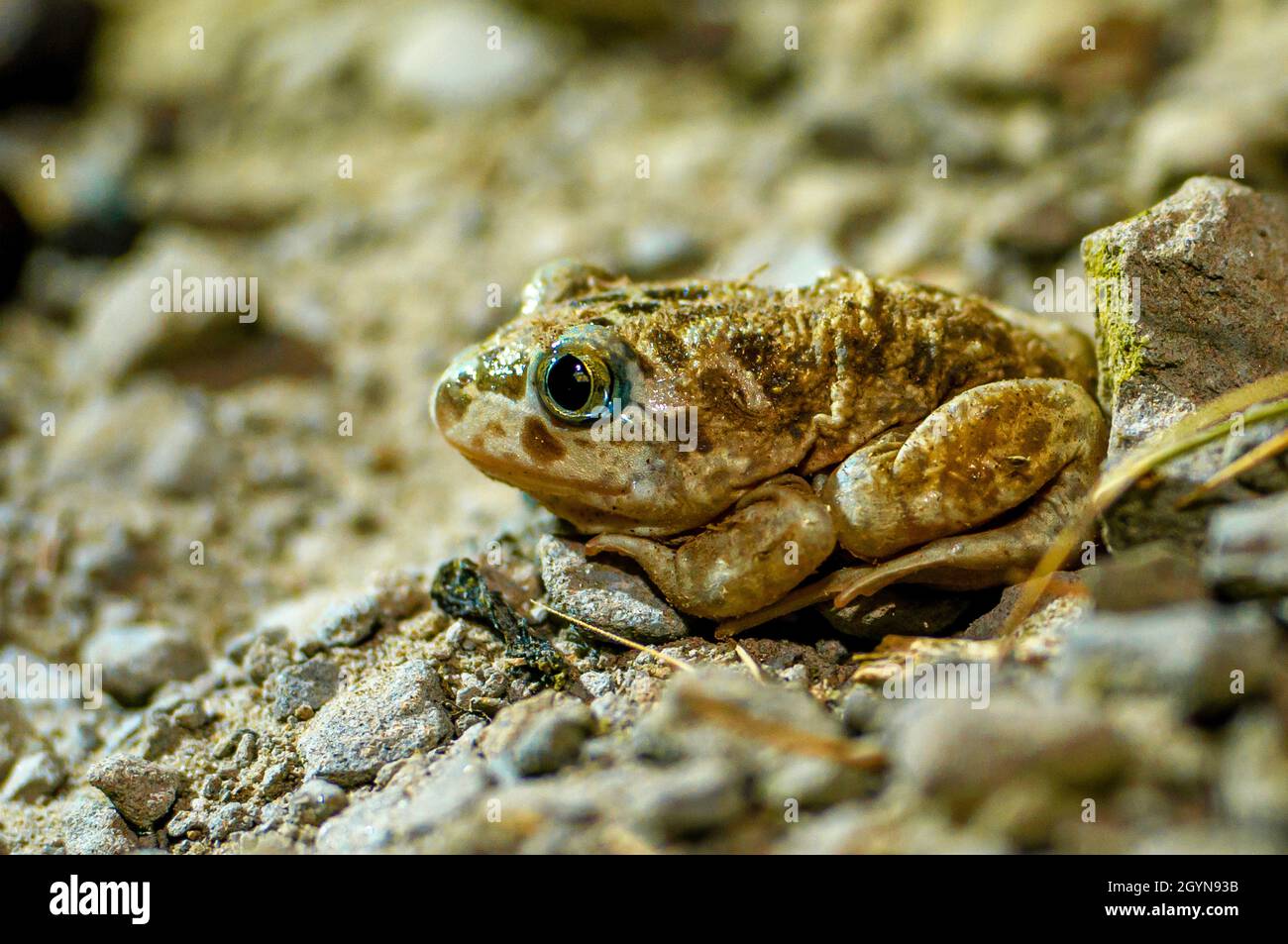 Cute baby toad, spring starting. Western spadefoot, Iberian spadefoot ...