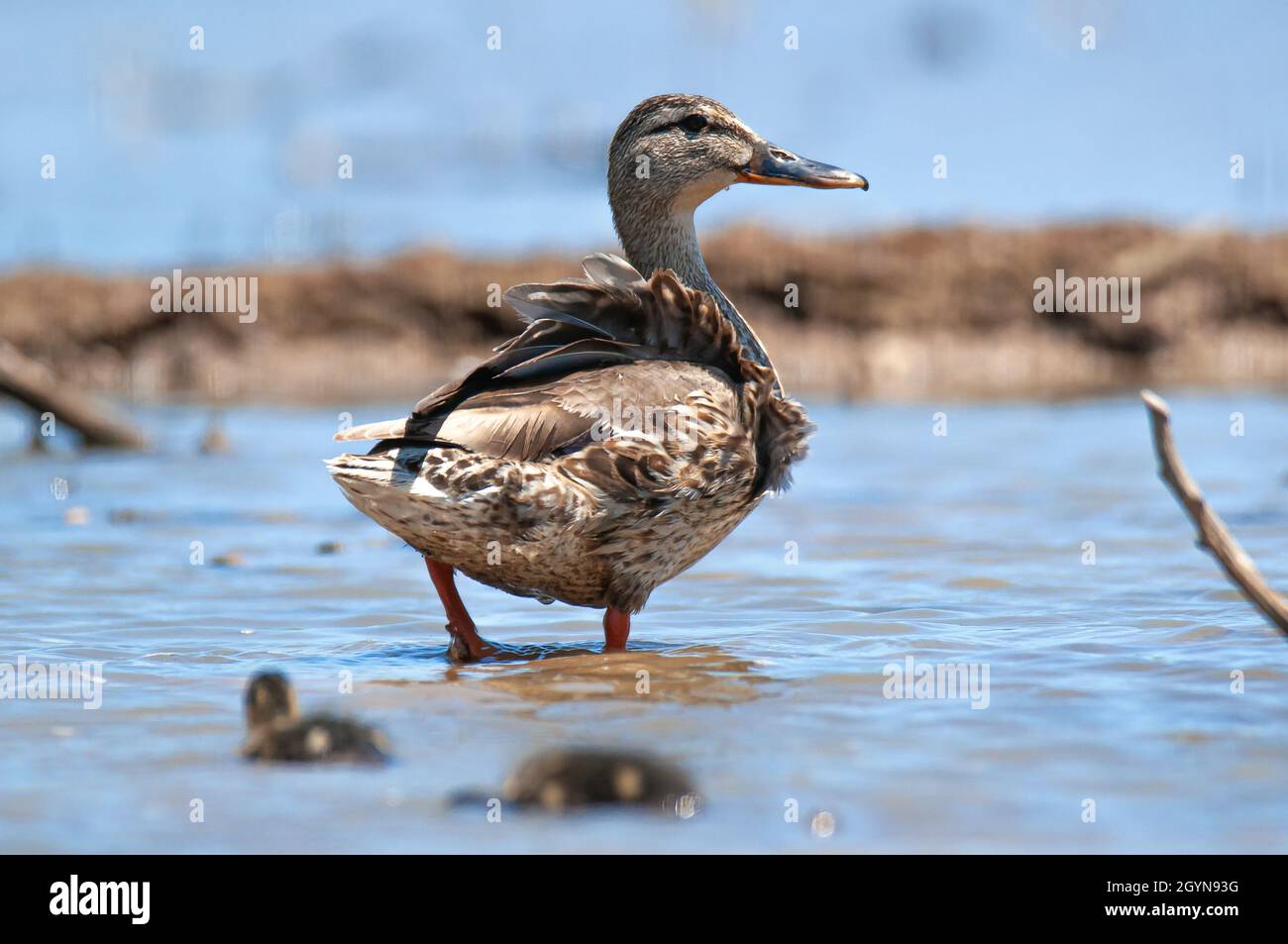 Female mallard (Anas platyrhynchos) with chicks. Duck with babies Stock ...