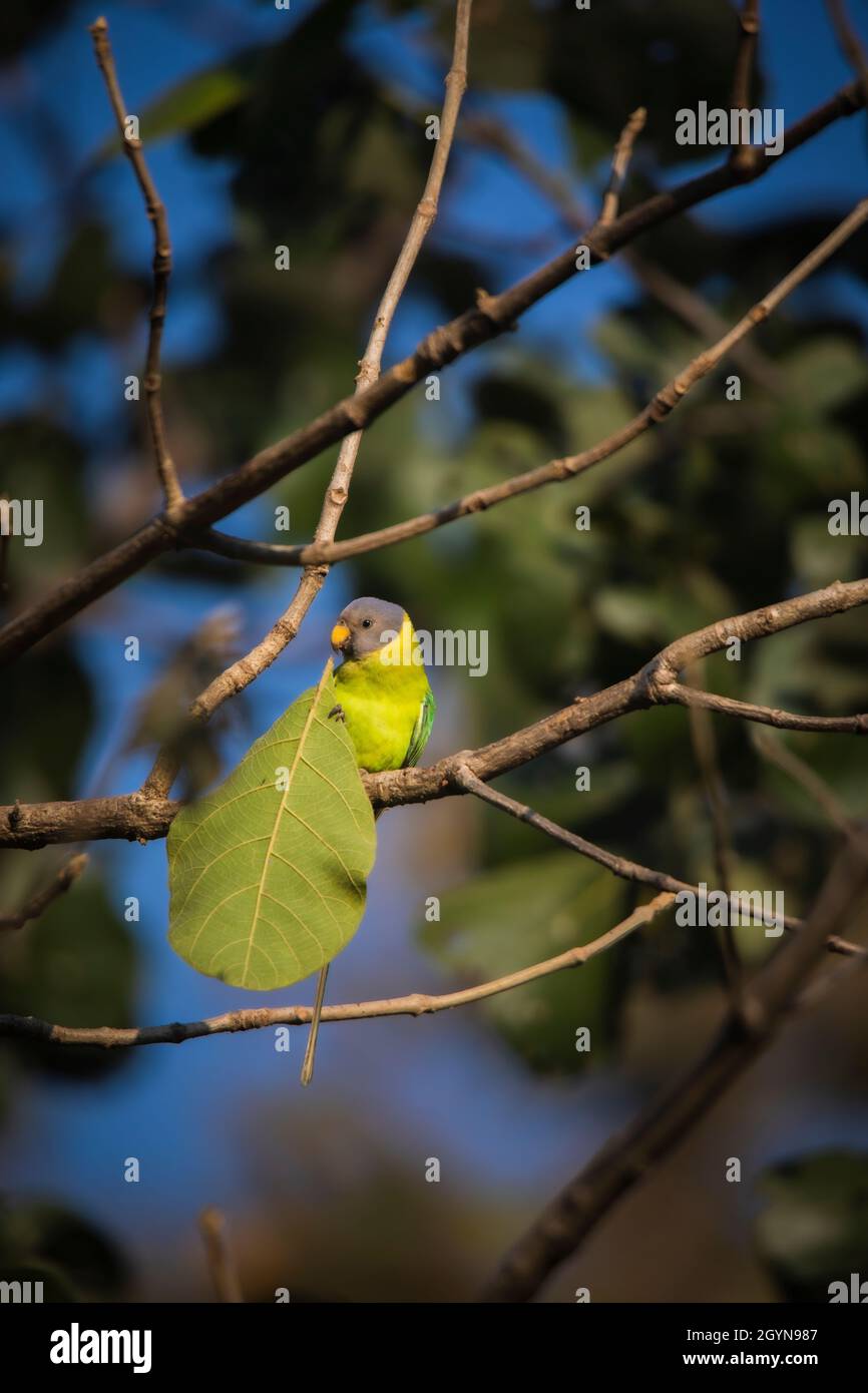Plum-headed Parakeet, Psittacula cyanocephala, Parrot, bird, Parakeet ...