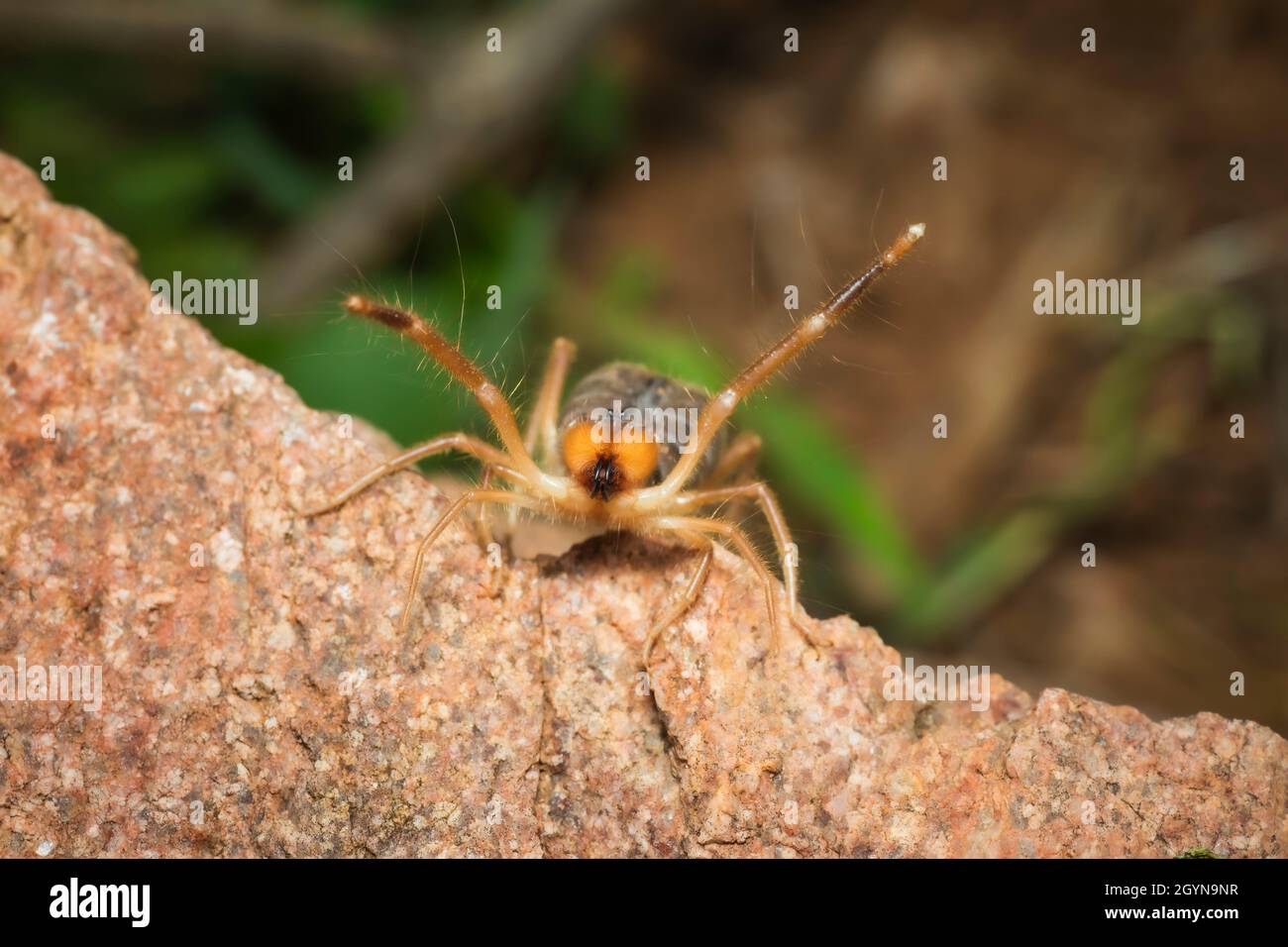Solifuge, Sun spider, Galeodes granti, India Stock Photo - Alamy