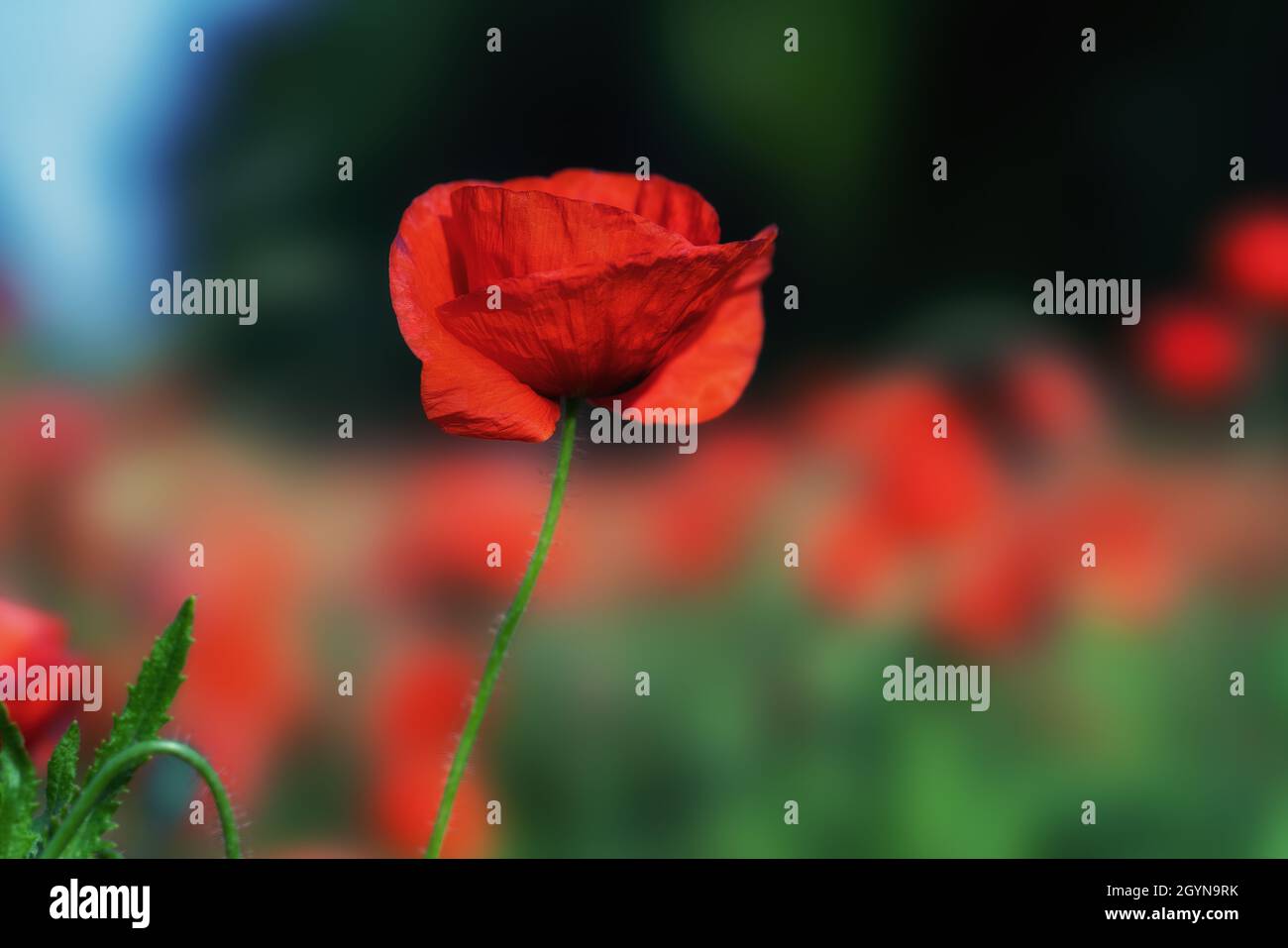 A glowing red poppy against a soft background Stock Photo - Alamy