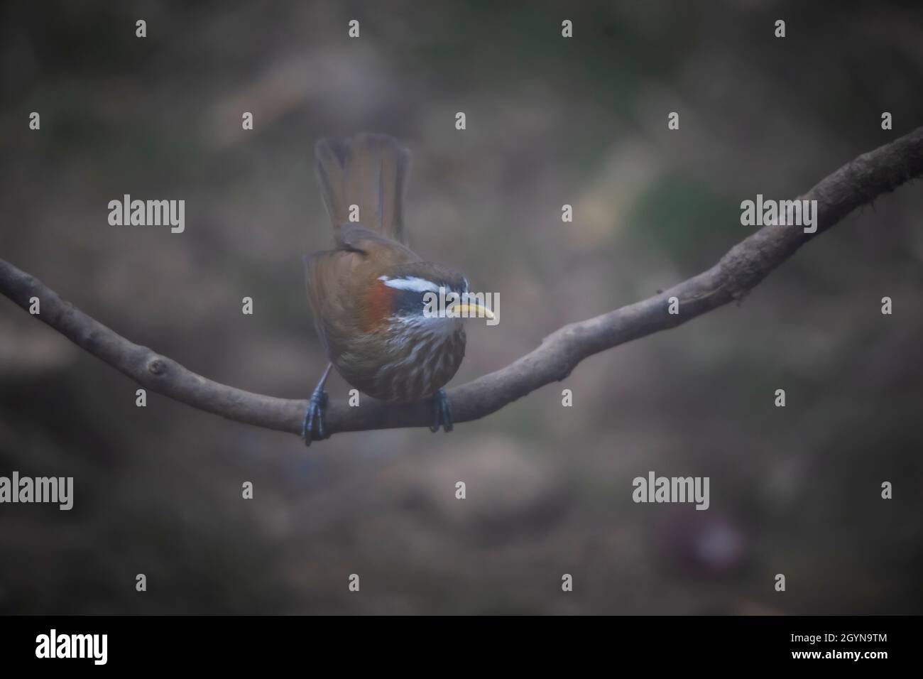 Pomatorhinus hi-res stock photography and images - Alamy