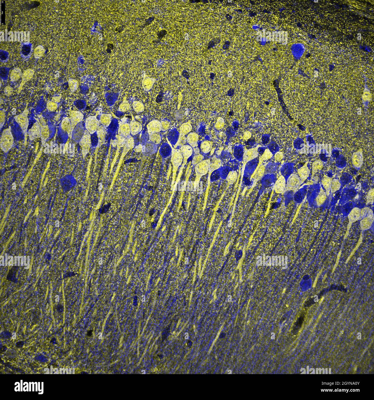 Section of mouse hippocampus area CA1, cells labelled with ...