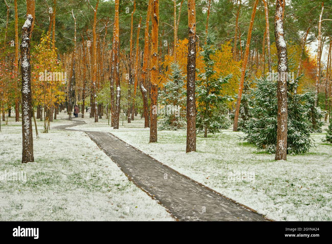 Early snow background, climate changing concept.Scenic morning ...