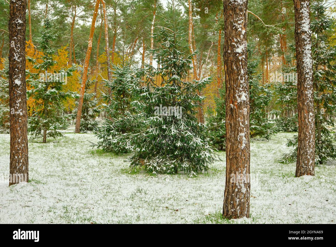 Early snow background, climate changing concept.Scenic morning ...