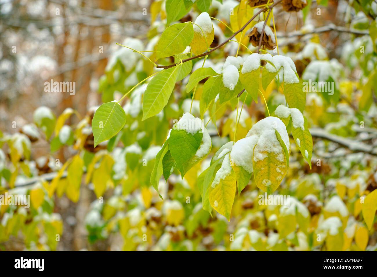 Bright orange autumn leaves on the trees under the snow, the concept of ...