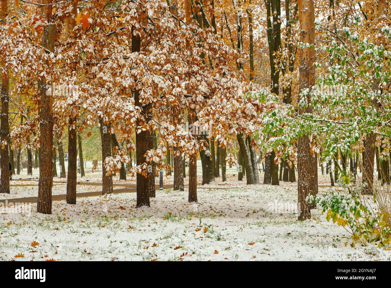 Autumn winter snow park view. First snow in autumn city. Autumn first ...