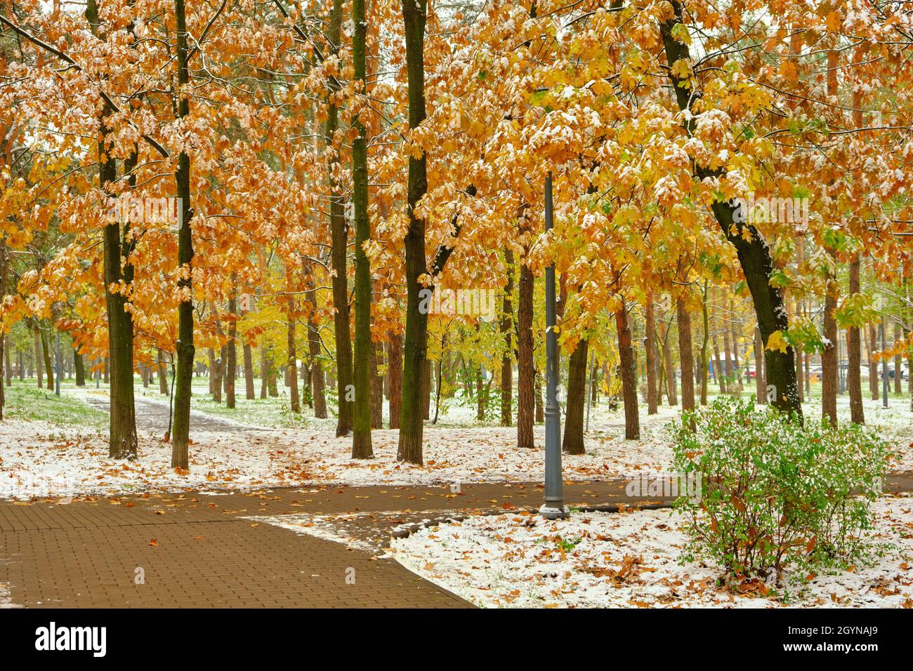 Early snow background, climate changing concept.Scenic morning ...