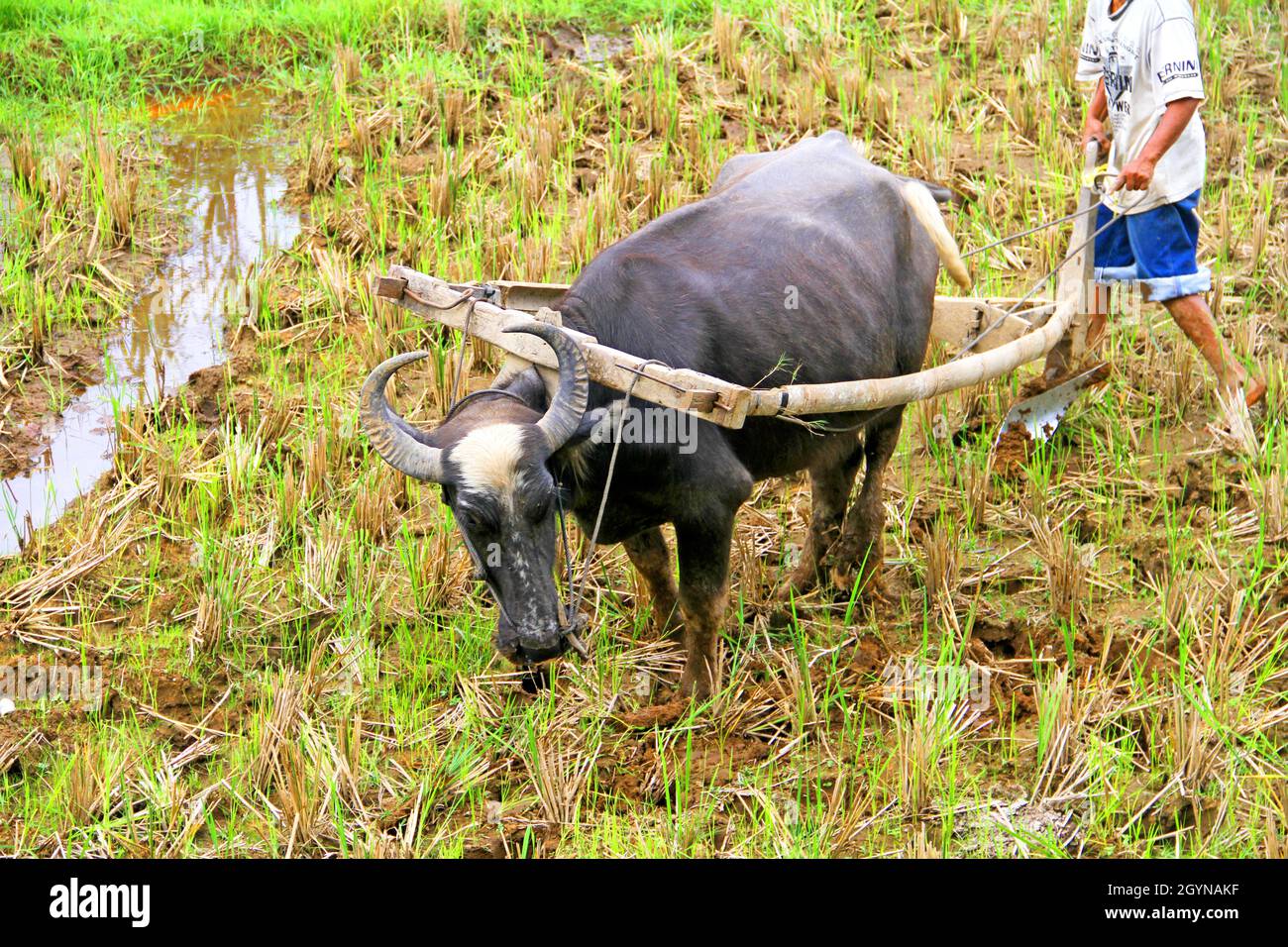 A rice farmer and water buffalo ploughing a rice paddy field near ...