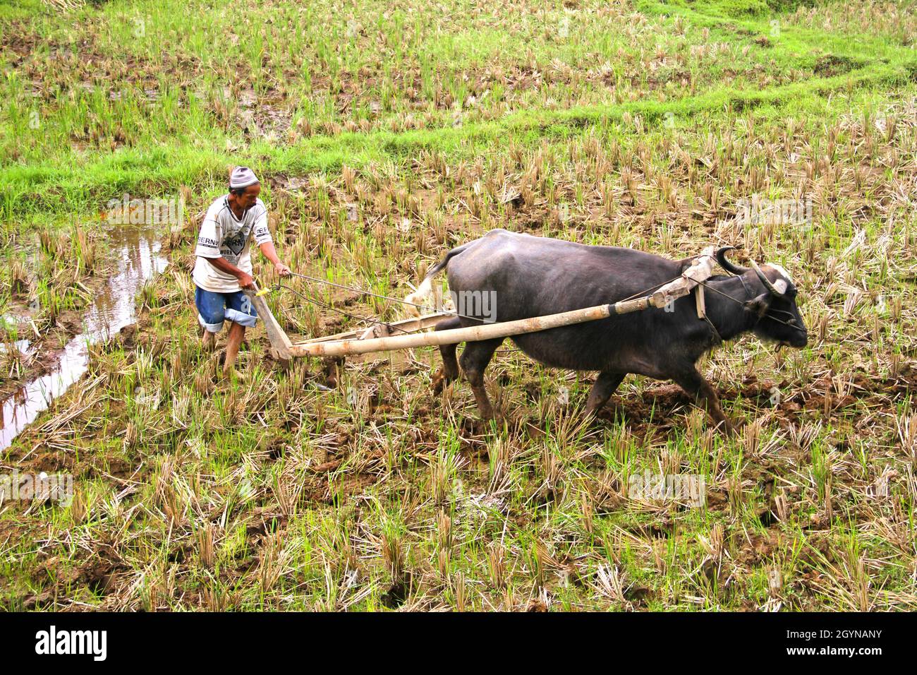 A rice farmer and water buffalo ploughing a rice paddy field near ...