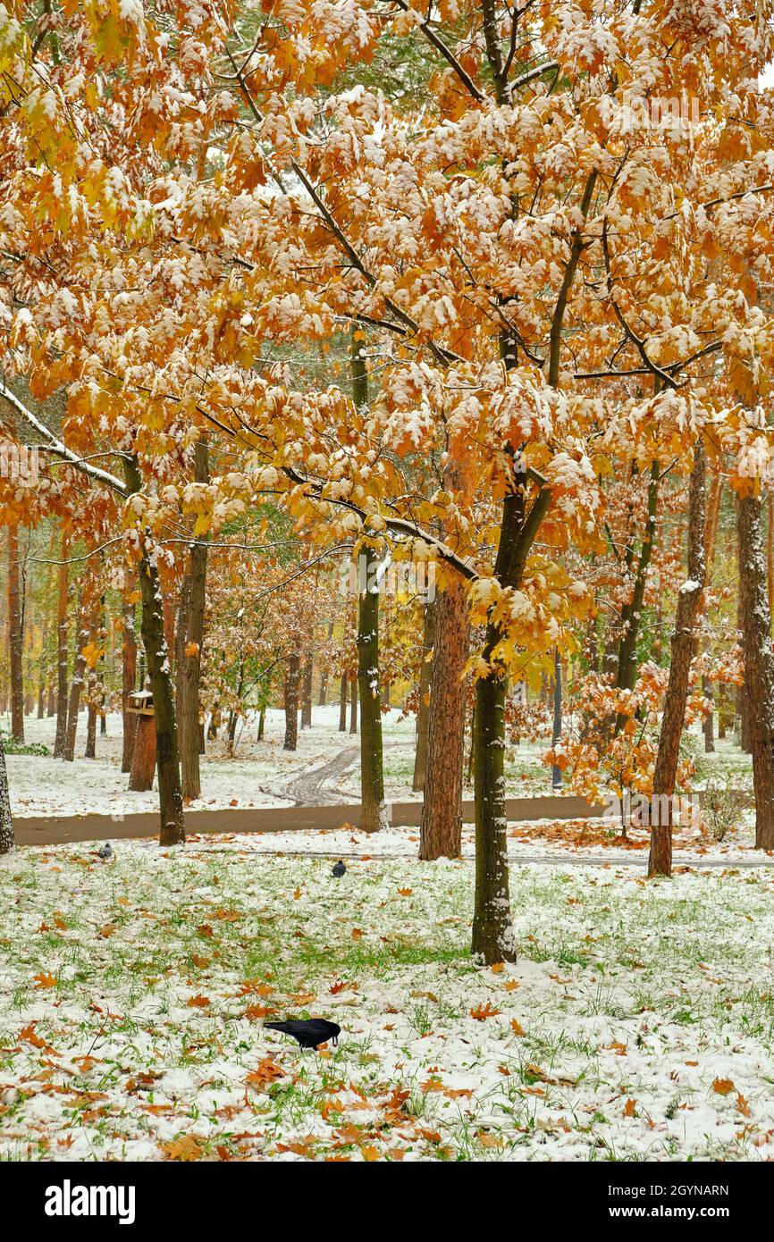 Early snow background, climate changing concept.Scenic morning ...