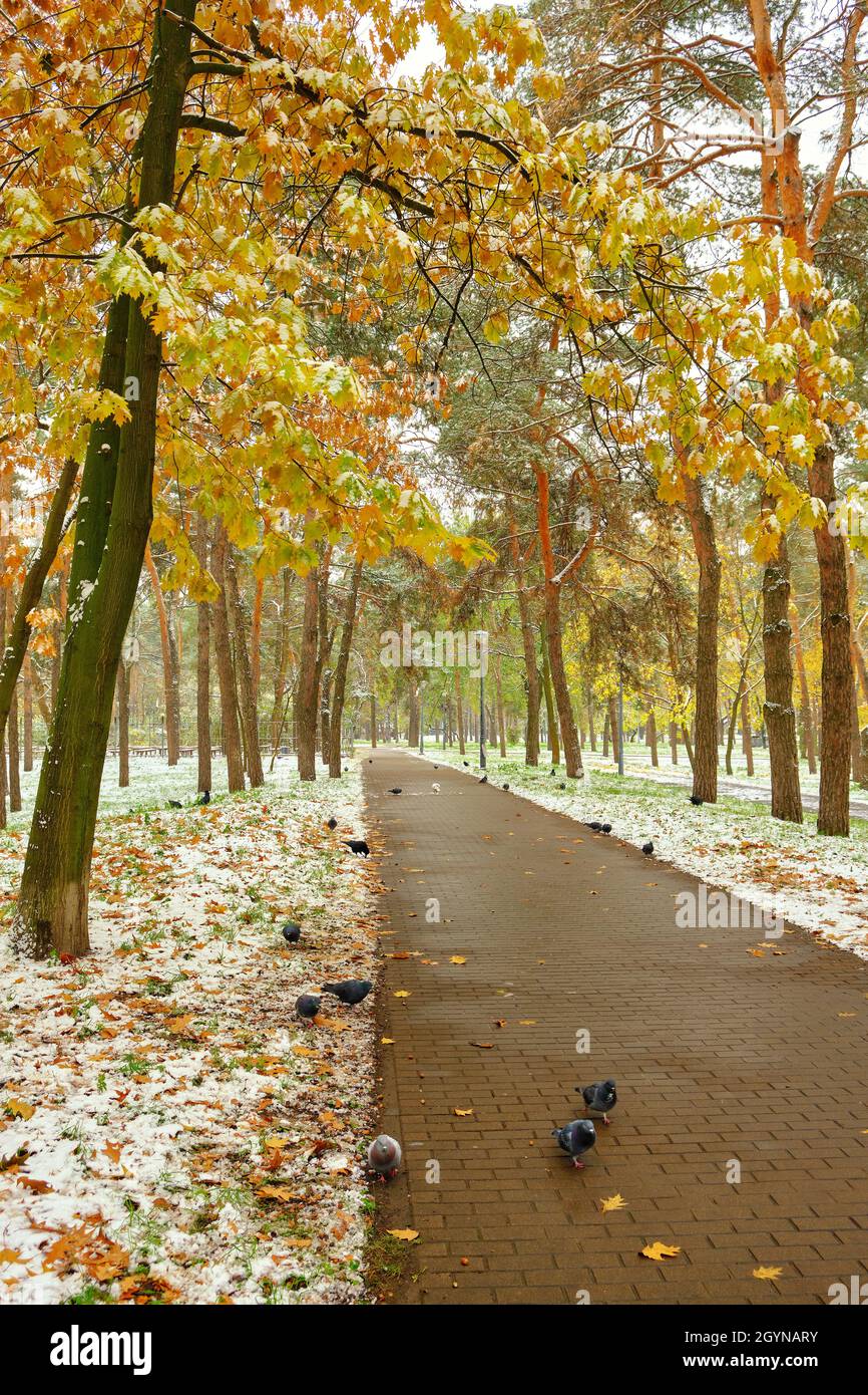 Early snow background, climate changing concept.Scenic morning ...