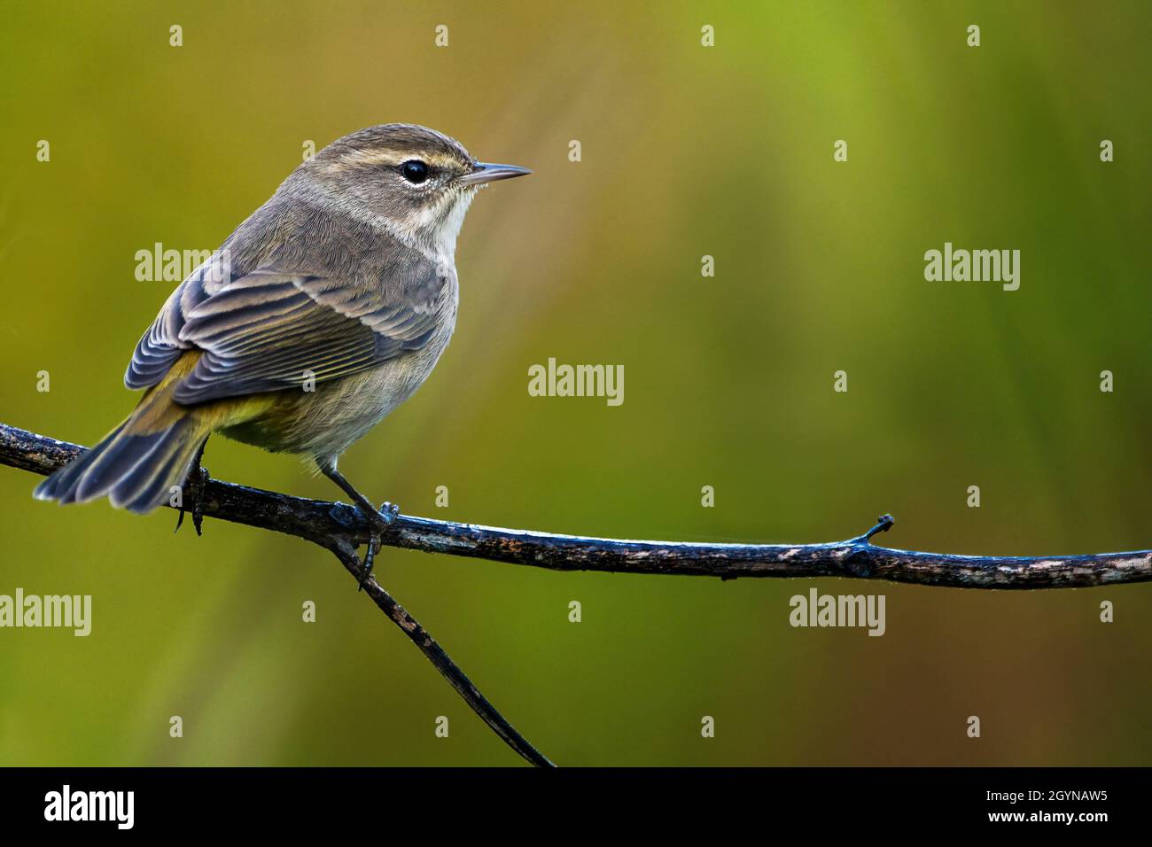 Palm warbler during fall migration Stock Photo - Alamy