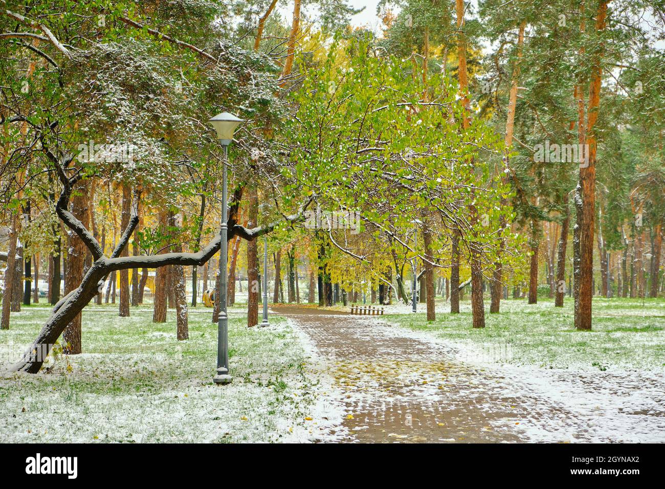 Autumn winter snow park view. First snow in autumn city. Autumn first ...
