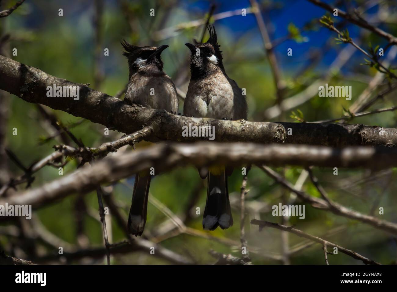 Himalayan bulbul, Pycnonotus leucogenys, India Stock Photo - Alamy