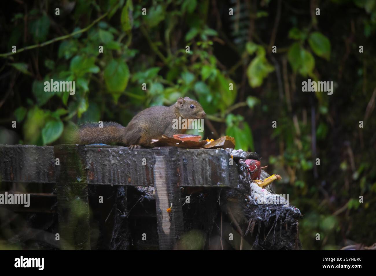 Orange-bellied Himalayan Squirrel, Dremomys lokriah, Okre, Sikkim ...
