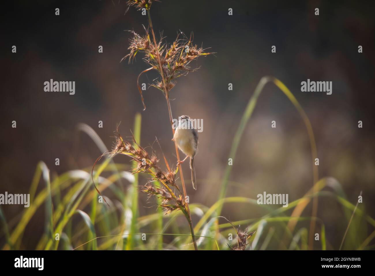 Plain Prinia, Prinia inornata, Madhya Pradesh, India Stock Photo - Alamy