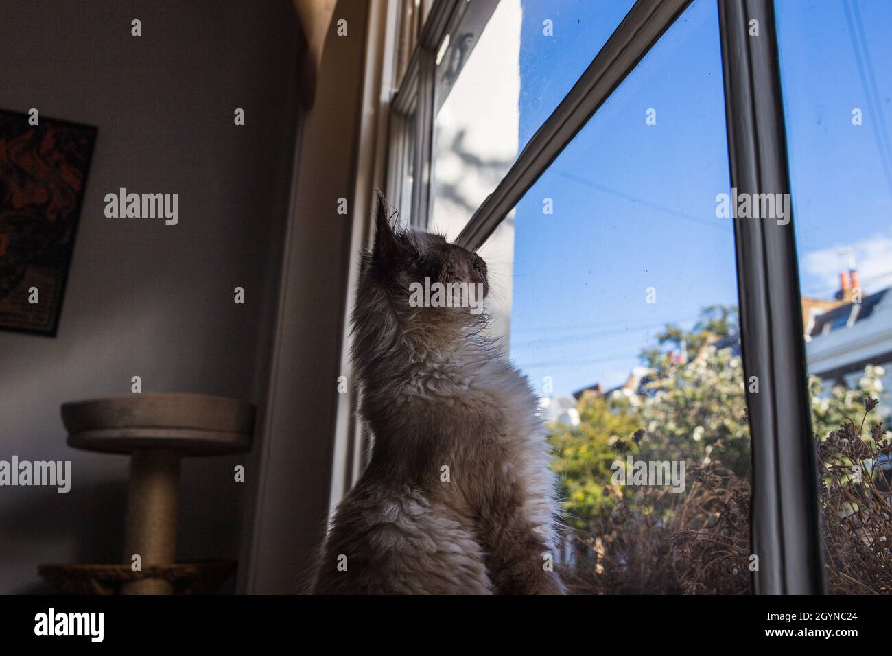 Side view of a concentrated kitty curiously watching out of the window ...