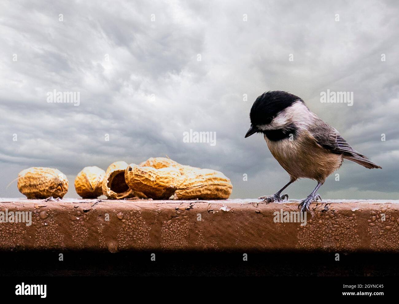 Peanuts out of shell hi-res stock photography and images - Alamy