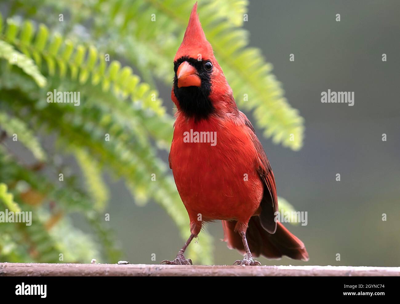 Male Northern Cardinal on the deck Stock Photo - Alamy