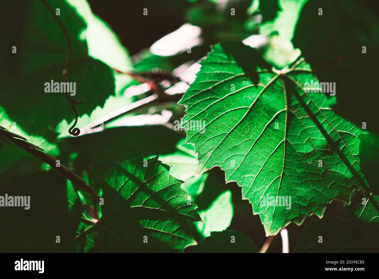 Green vine leaves . Lush nature foliage Stock Photo - Alamy