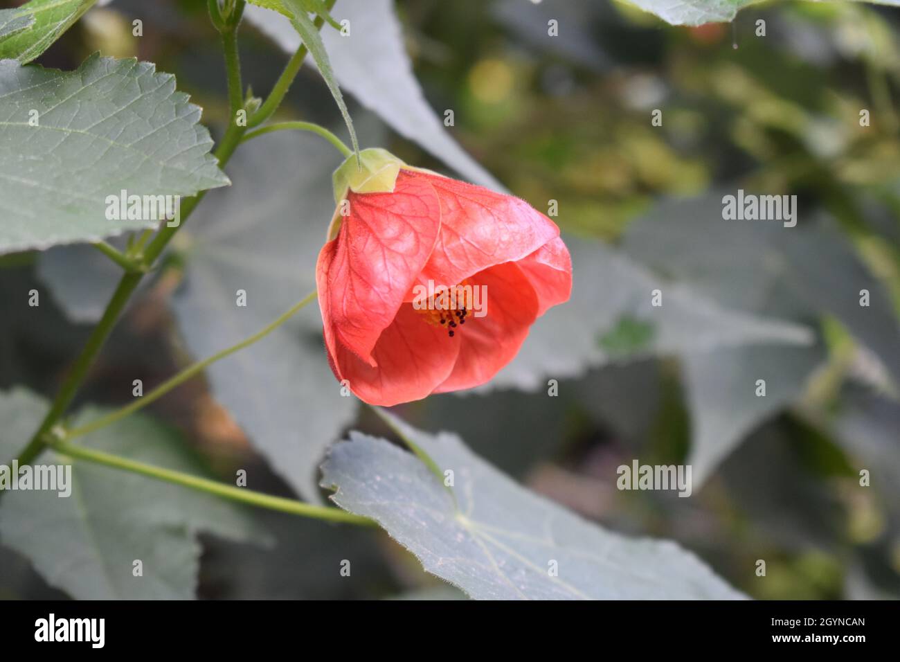 Flower of red vein Indian mallow blooming in the garden Stock Photo - Alamy