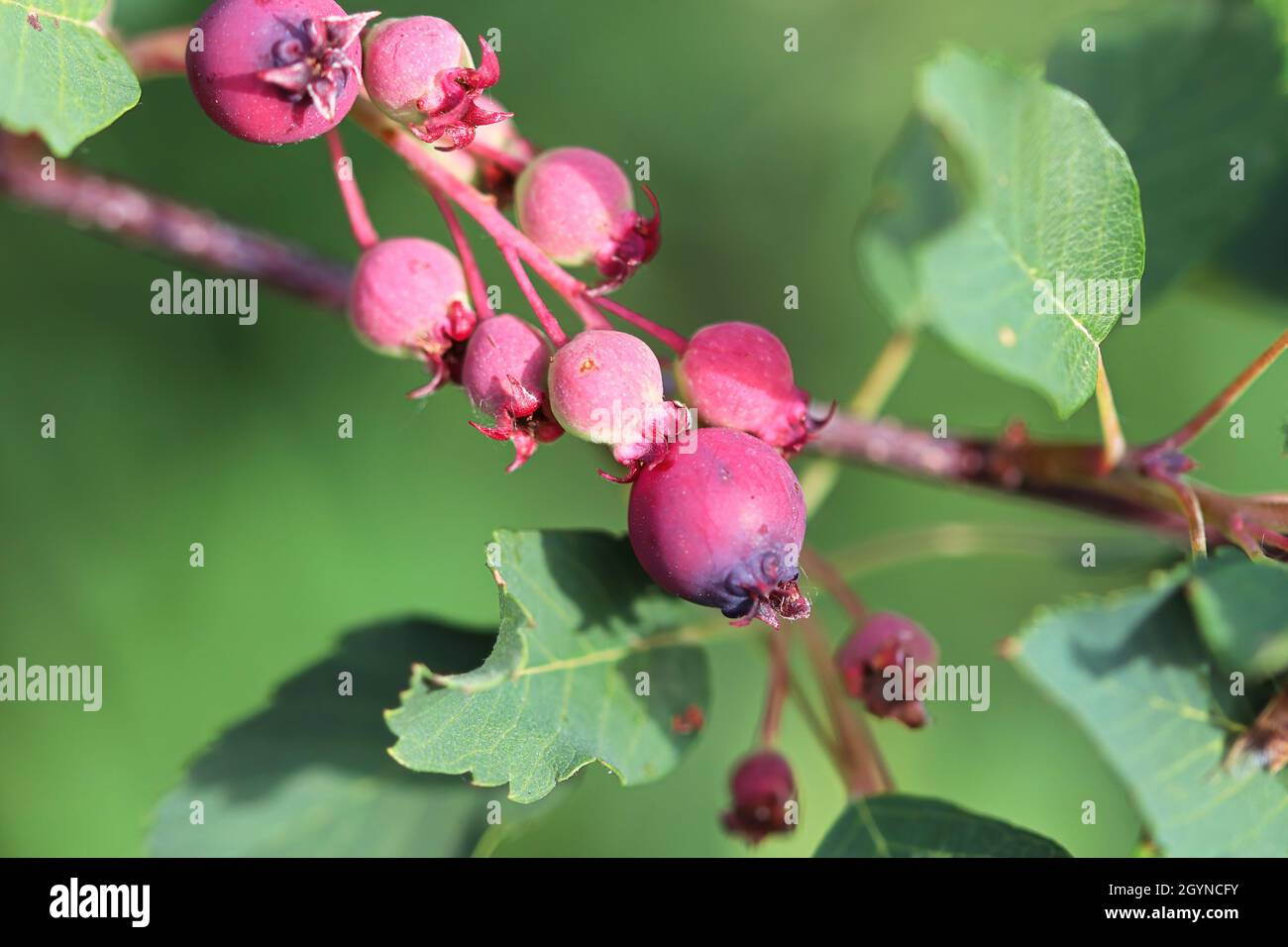 Saskatoon berry tree hi-res stock photography and images - Alamy