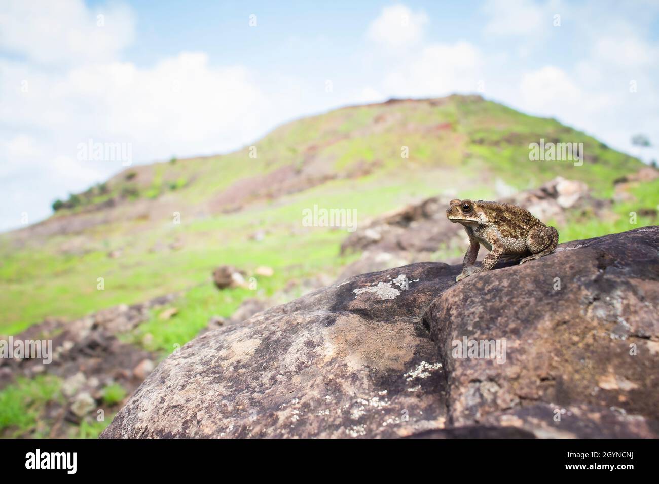 Indan Toad, Duttaphrynus melanostictus, Saswad, Pune District ...