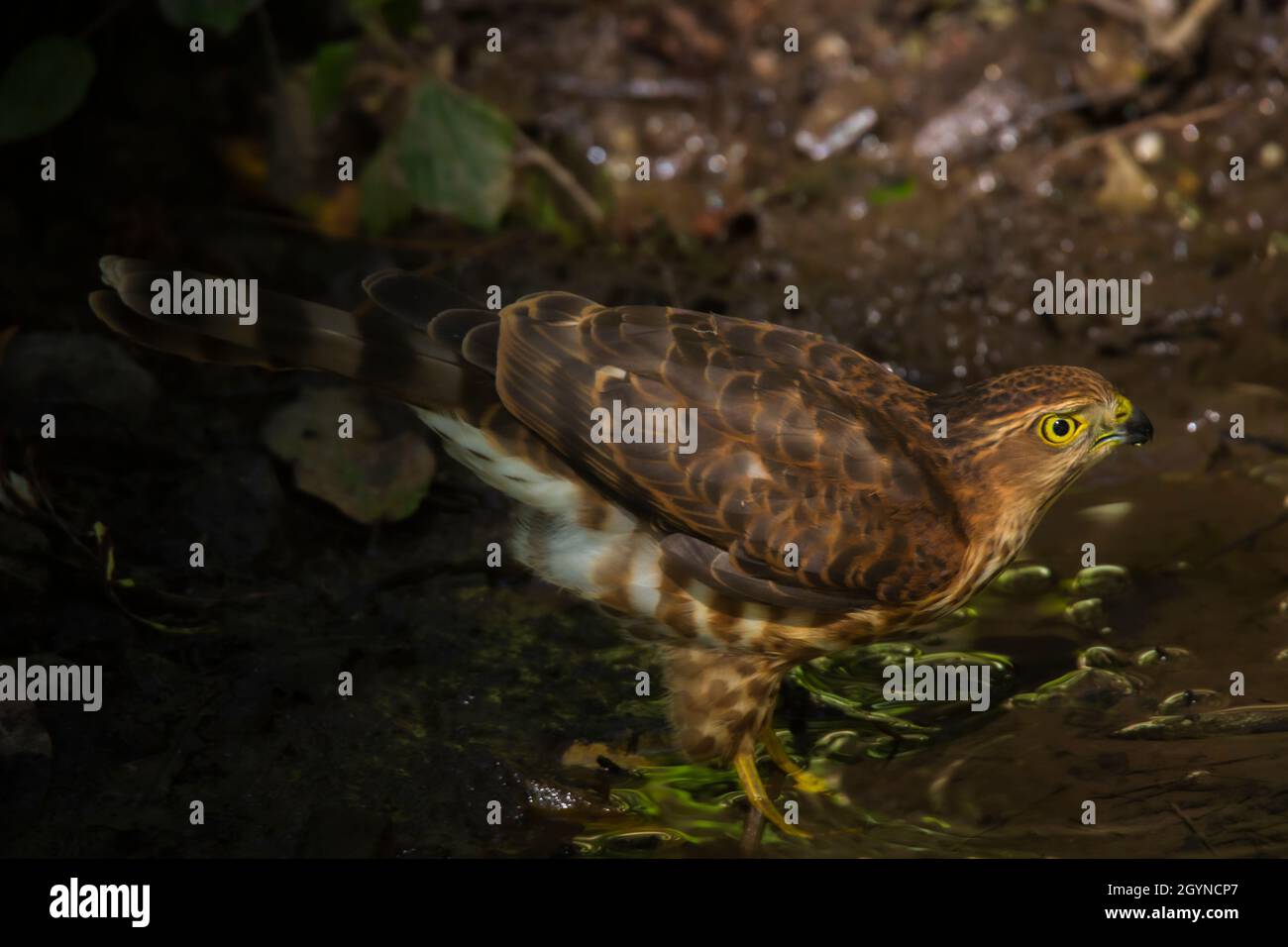 Besra, bird of prey, raptor, Accipiter virgatus, Uttarakhand, India ...