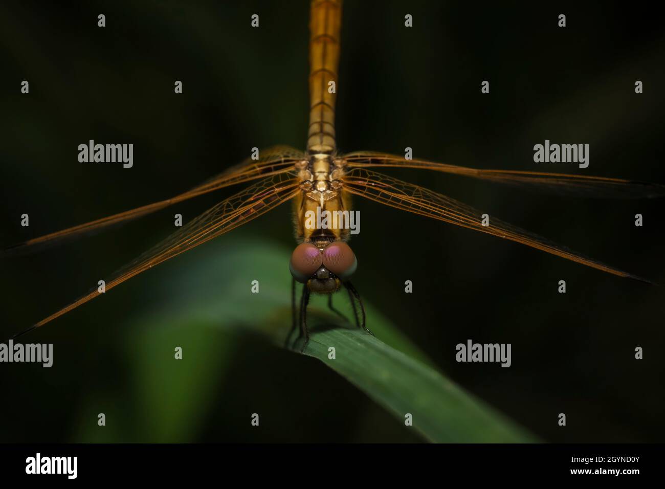 Dragonfly on grass, Pune, Maharashtra, India Stock Photo - Alamy