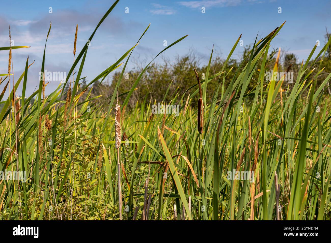 Tall Grass Waves in the Summer Breeze Stock Photo - Alamy