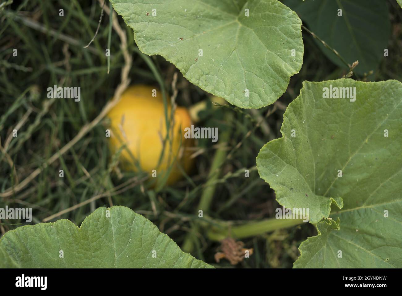Top view of large leaves and yellow vegetable on a ground in a nice ...