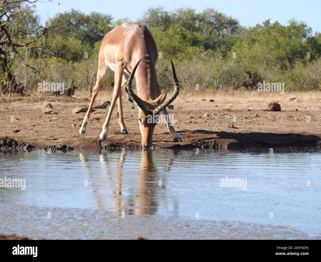 Closeup shot of an antelope drinking water from the river Stock Photo ...