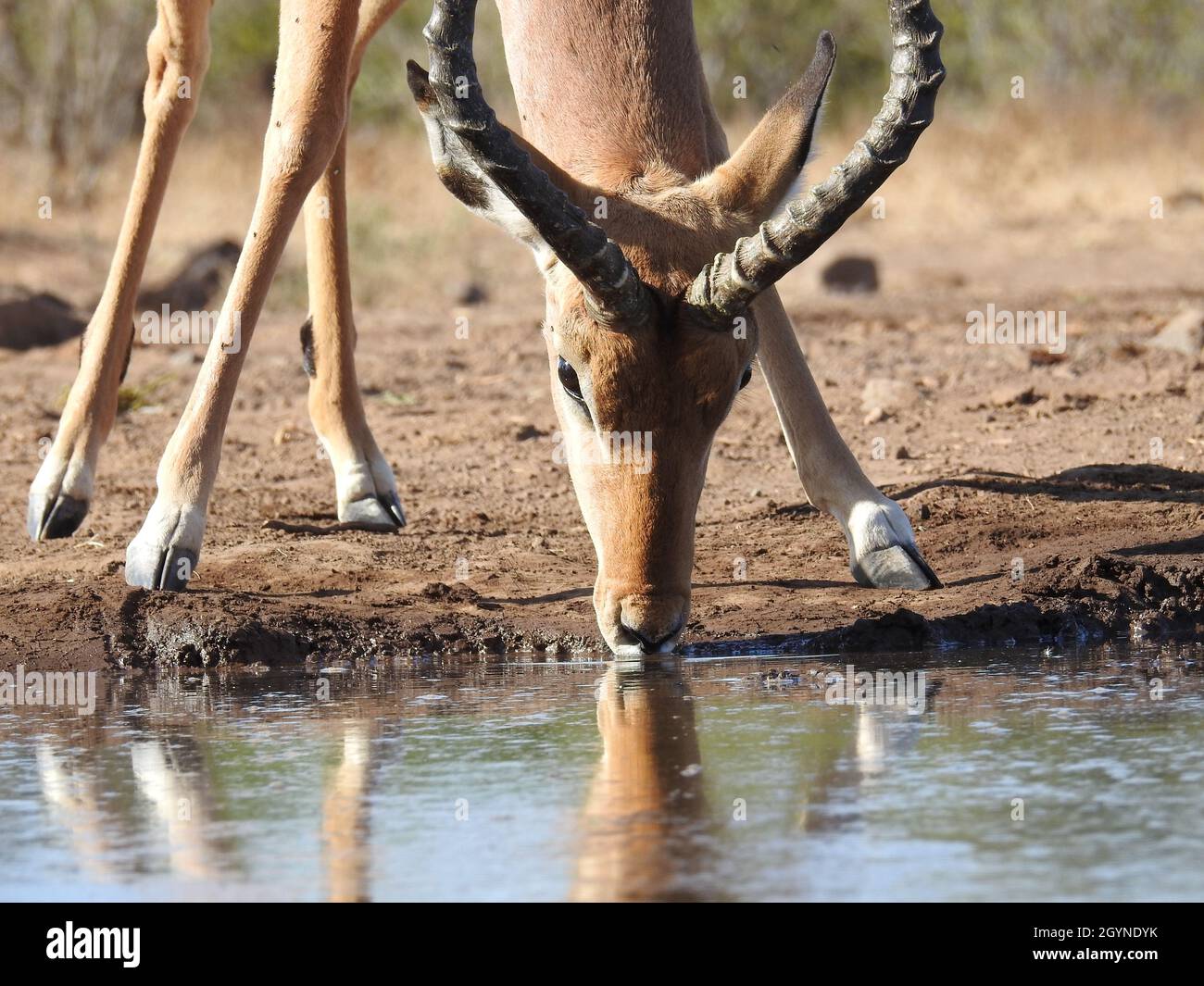 Closeup shot of an antelope drinking water from the river Stock Photo ...