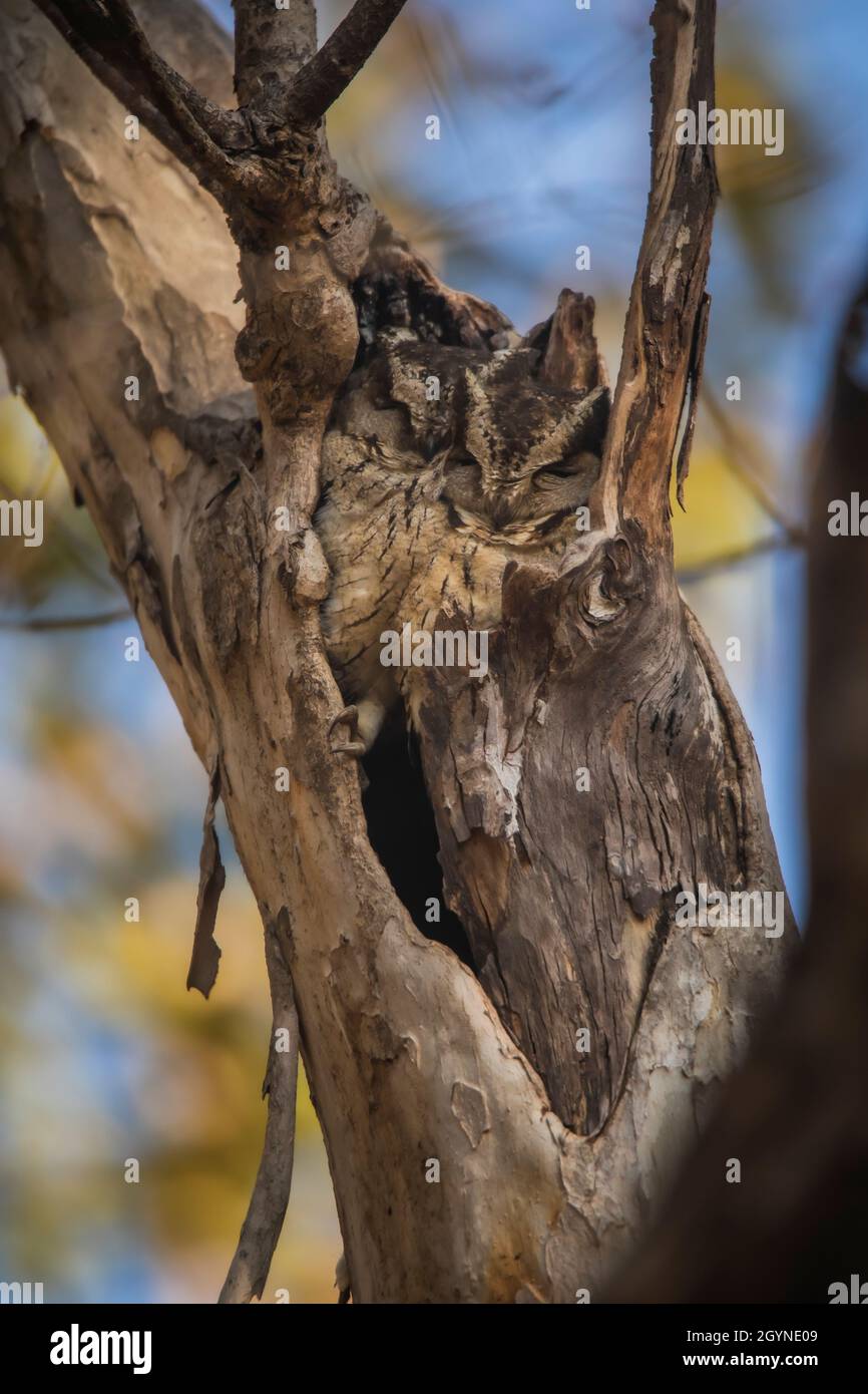 Indian Scops Owl, Otus bakkamoena, India Stock Photo - Alamy