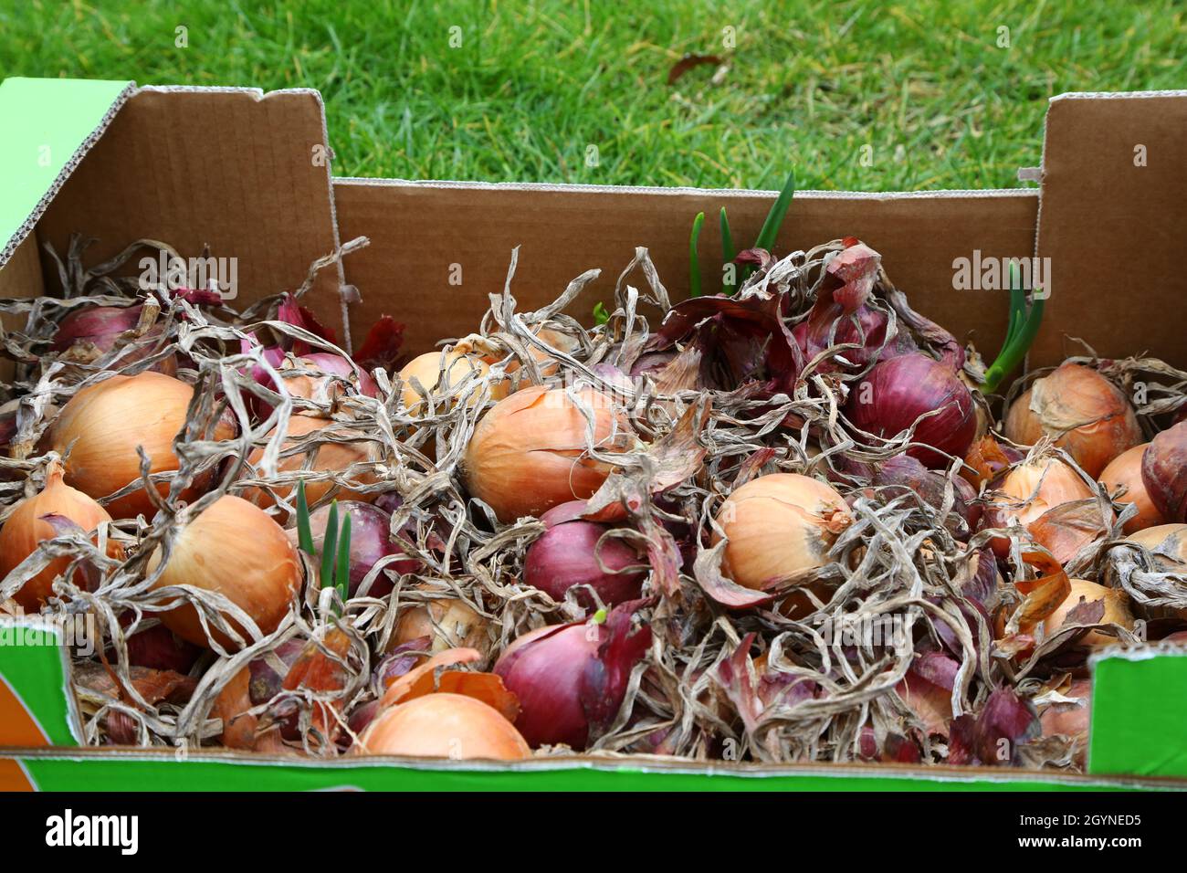 Closeup of the heap of onions in a box Stock Photo - Alamy