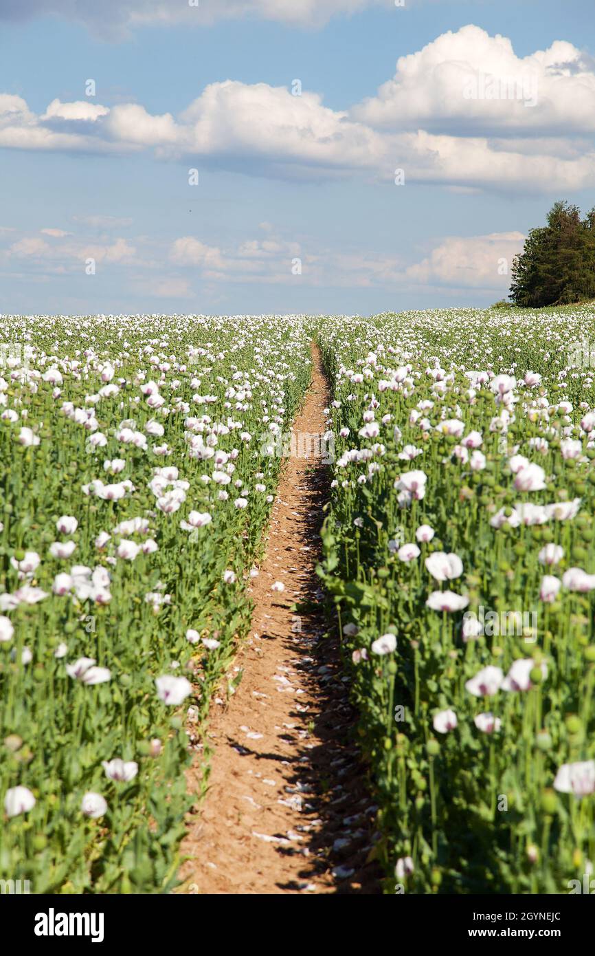field of flowering opium poppy papaver somniferum and pathway Stock Photo - Alamy