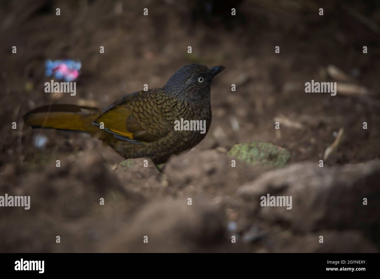 Scaly Laughingthrush, Trochalopteron subunicolor, Nepal Stock Photo - Alamy