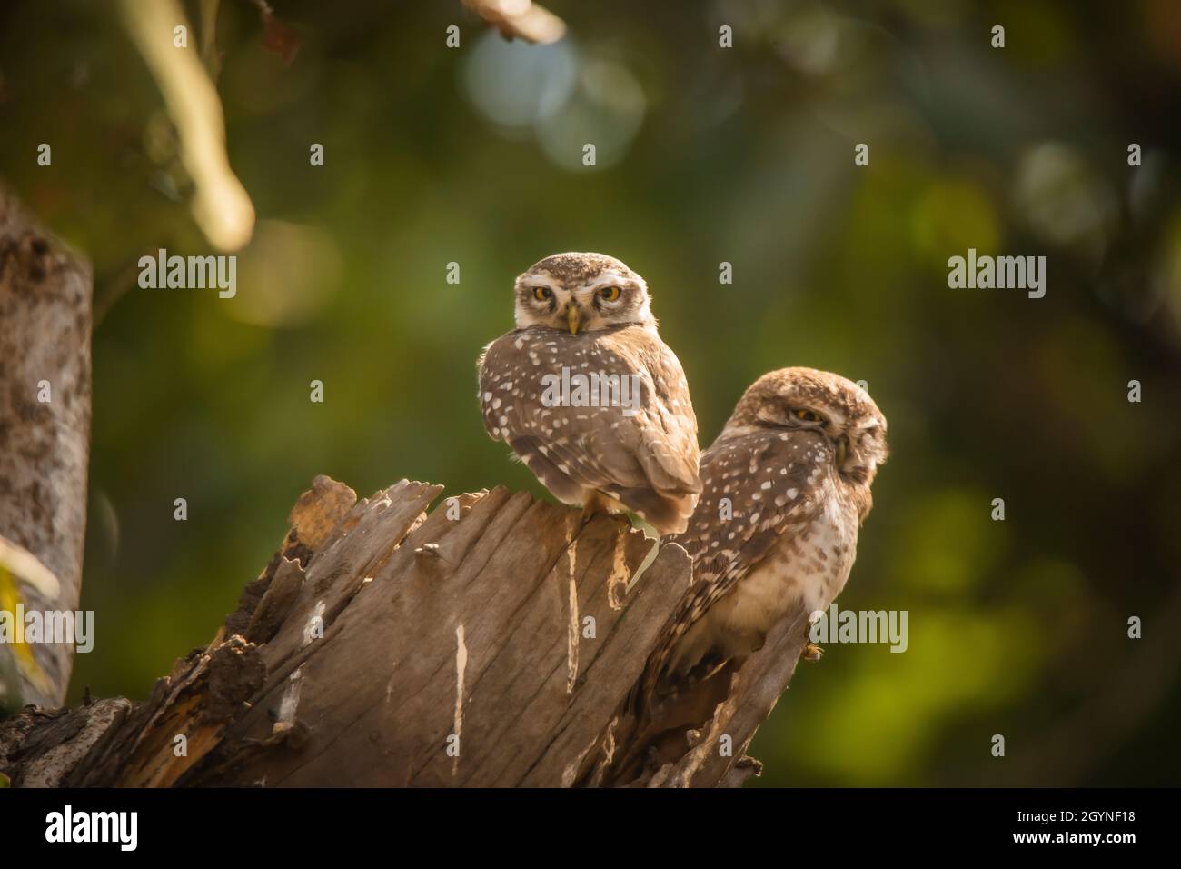 Spotted Owlet, Athene brama, Pench Tiger Reserve, Maharashtra, India ...