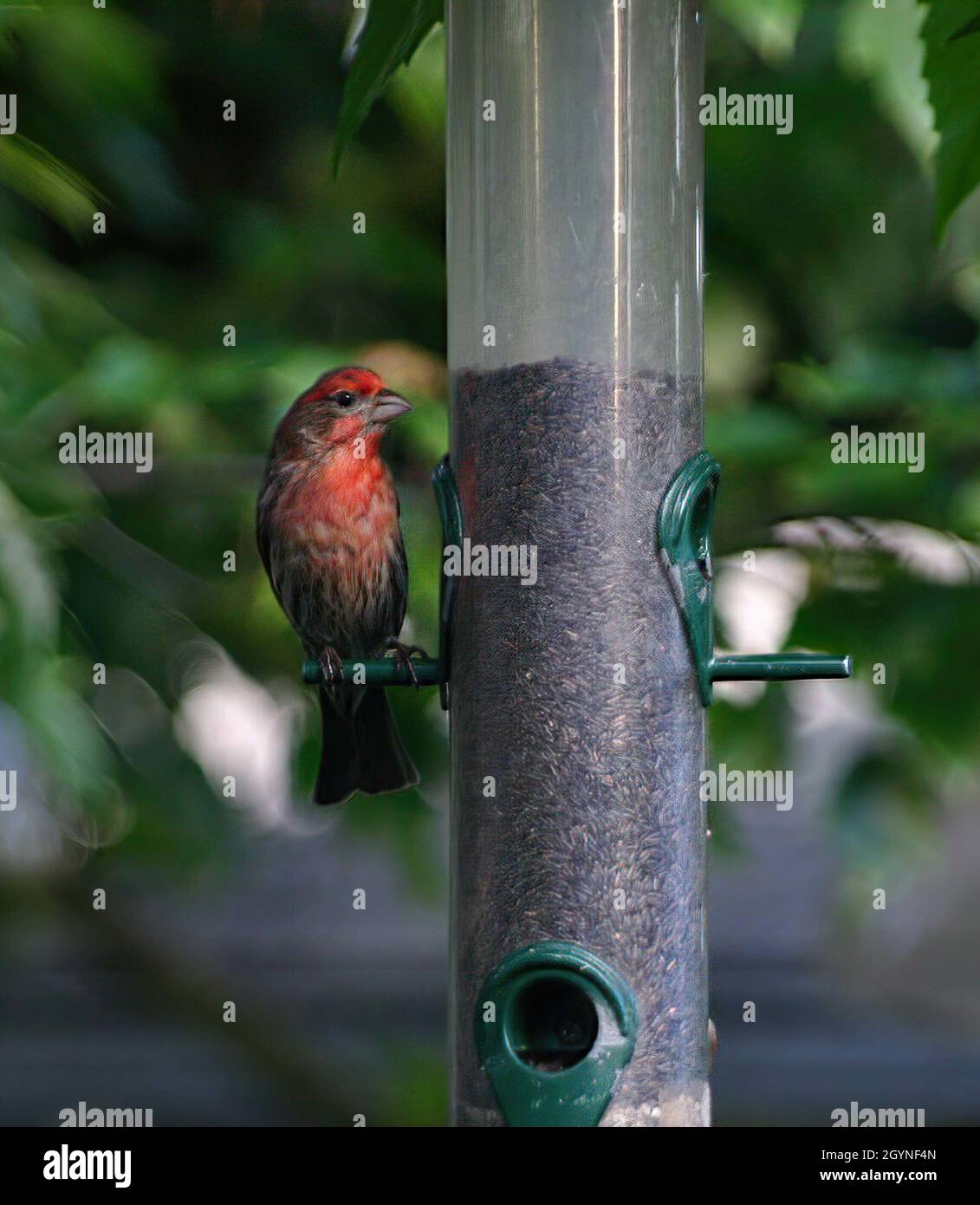 Rose finch hi-res stock photography and images - Alamy