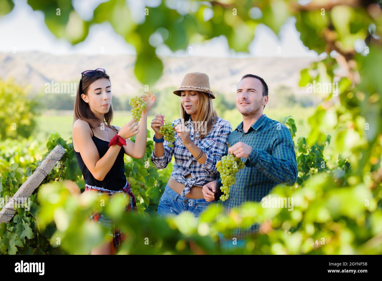 Tree happy friends tasting grapes. Two girls and a man during harvest ...